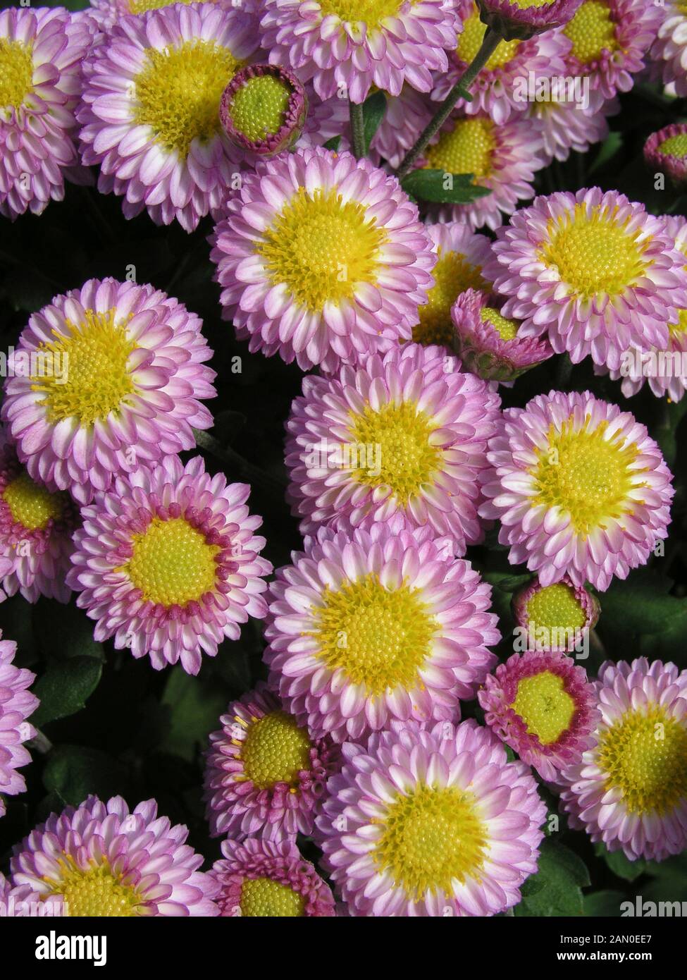 DENDRANTHEMA (CHRYSANTHEMUM) GRANDIFLORA SIAM Stock Photo - Alamy