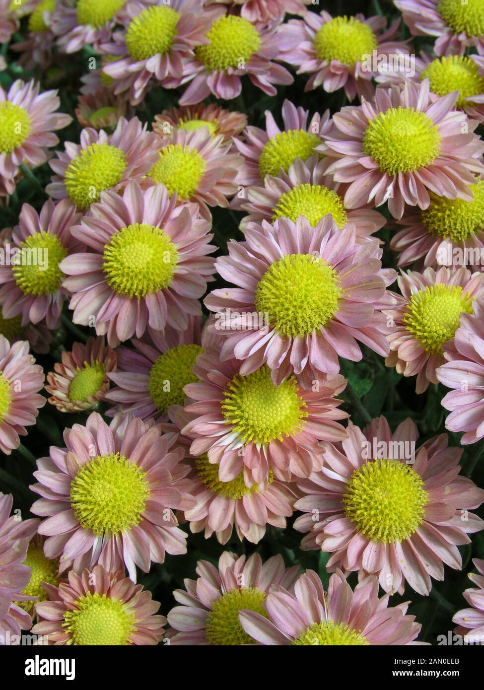 DENDRANTHEMA (CHRYSANTHEMUM) GRANDIFLORA PIPPIN Stock Photo - Alamy