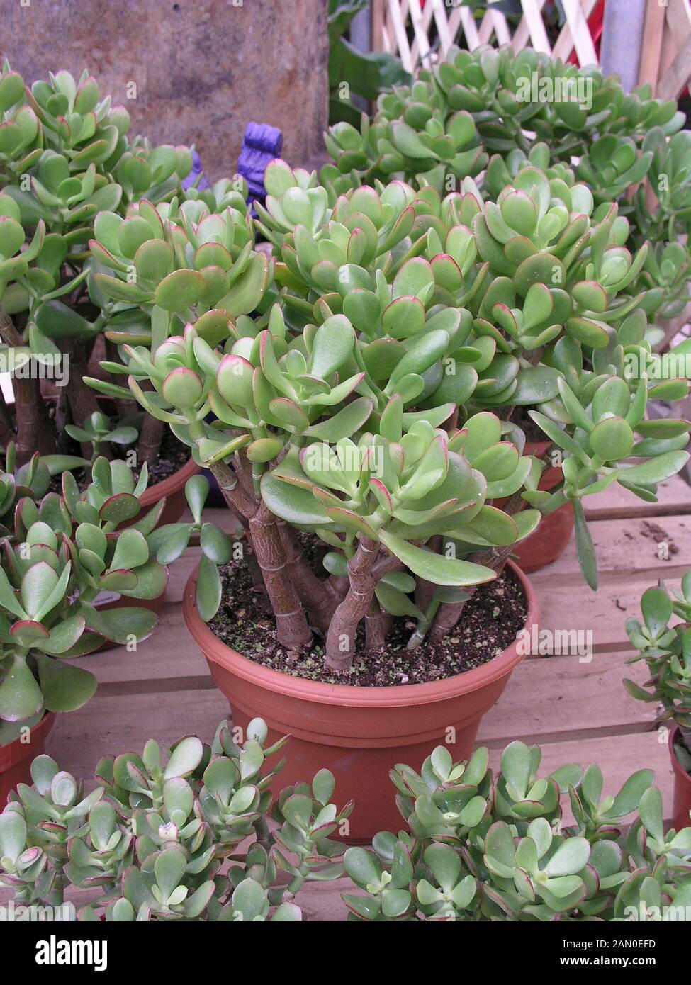 Crassula Argentea High Resolution Stock Photography and Images - Alamy