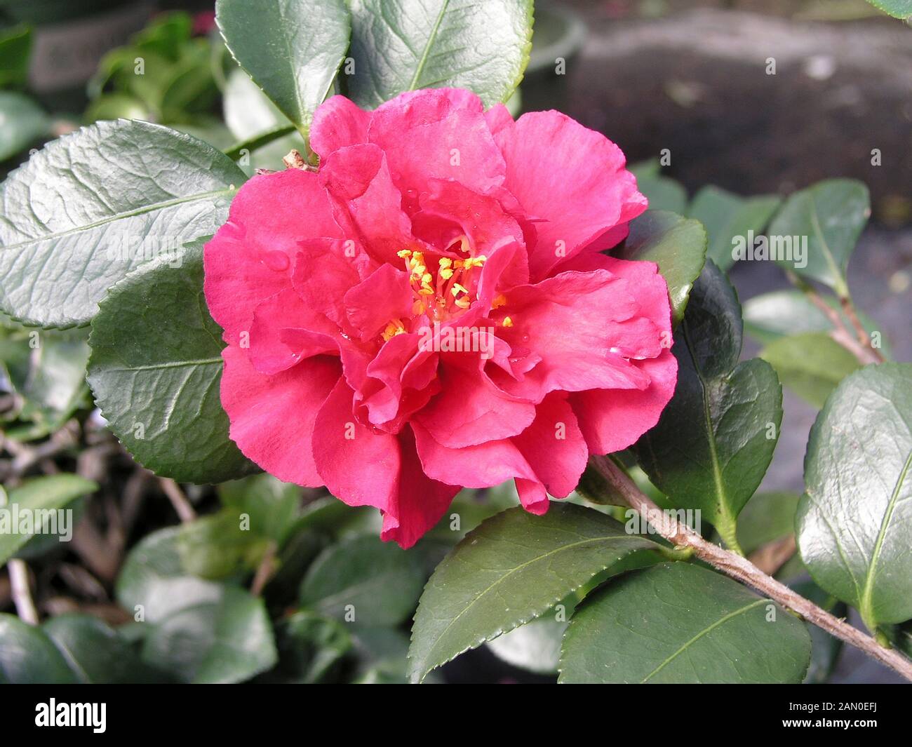 Bonanza Camellia