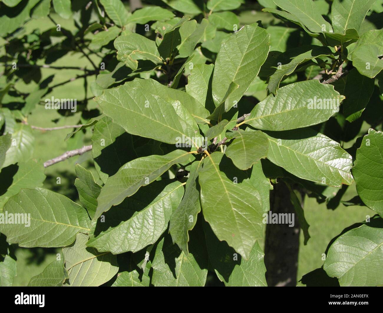 QUERCUS POLYMORPHA MONTERREY OAK Stock Photo - Alamy