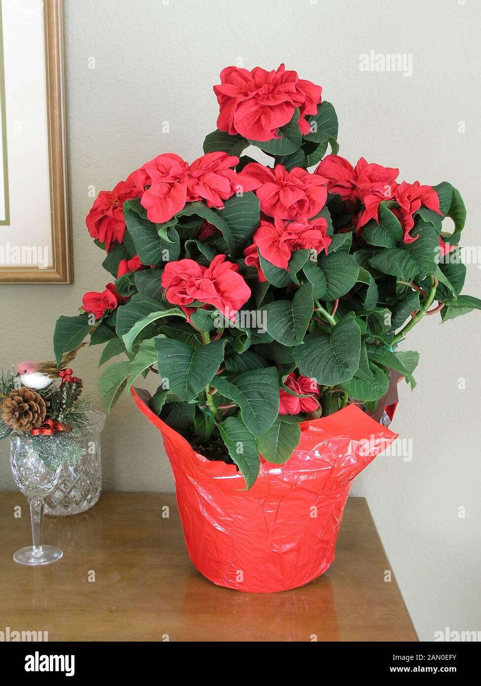 Winter rose hi-res stock photography and images - Alamy