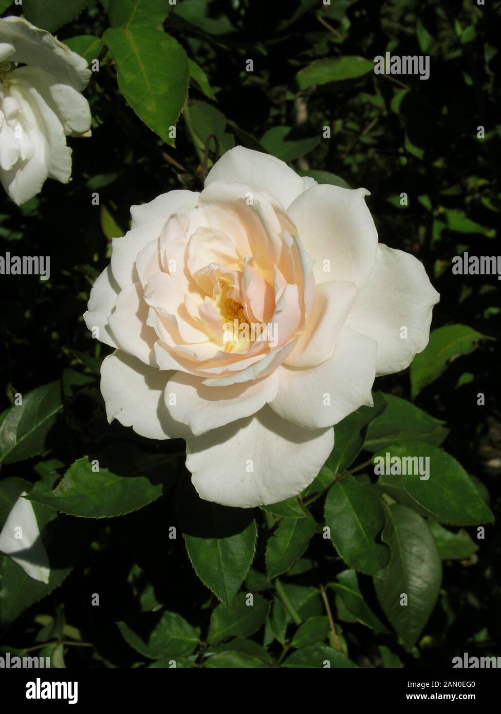 ROSA PUERTO RICO Stock Photo - Alamy