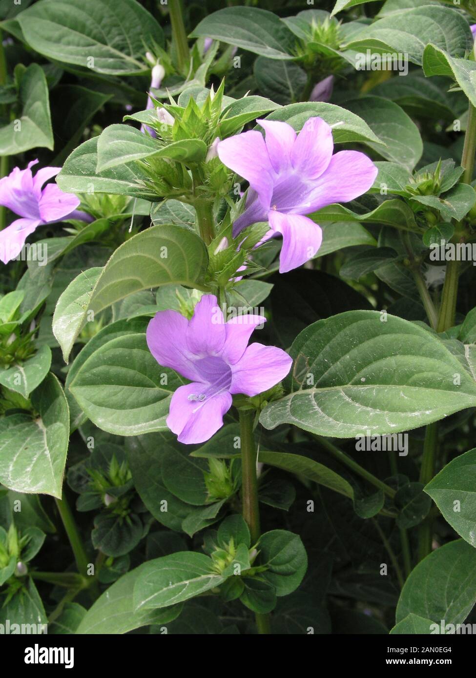 Barleria cristata hi-res stock photography and images - Alamy