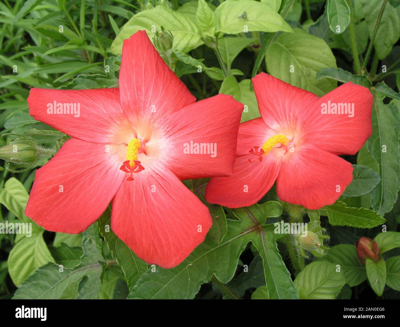 Abelmoschus hi-res stock photography and images - Alamy