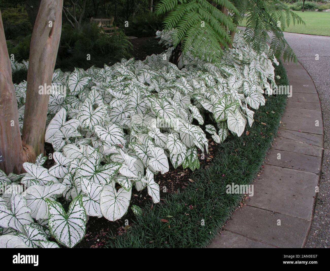 Caladium candidum hi-res stock photography and images - Alamy