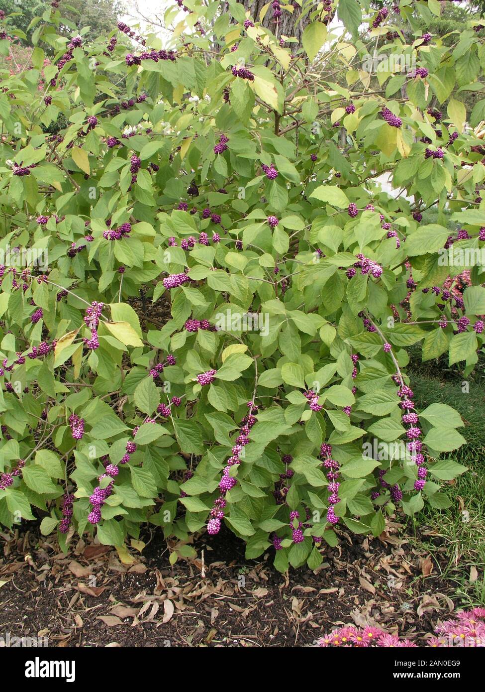 Callicarpa americana hi-res stock photography and images - Alamy