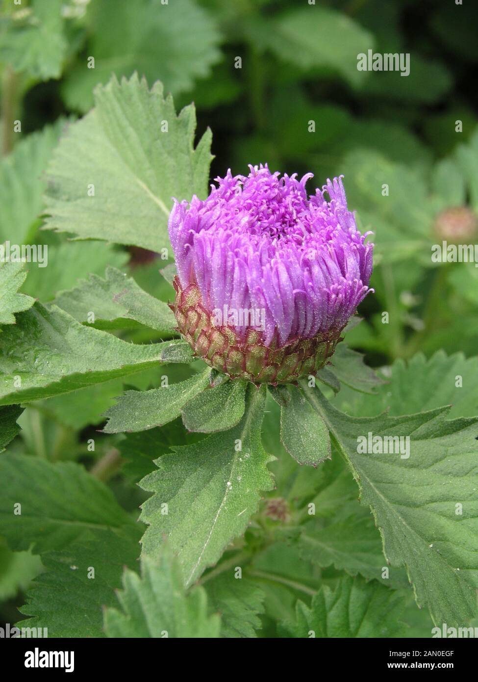 Centratherum hi-res stock photography and images - Alamy