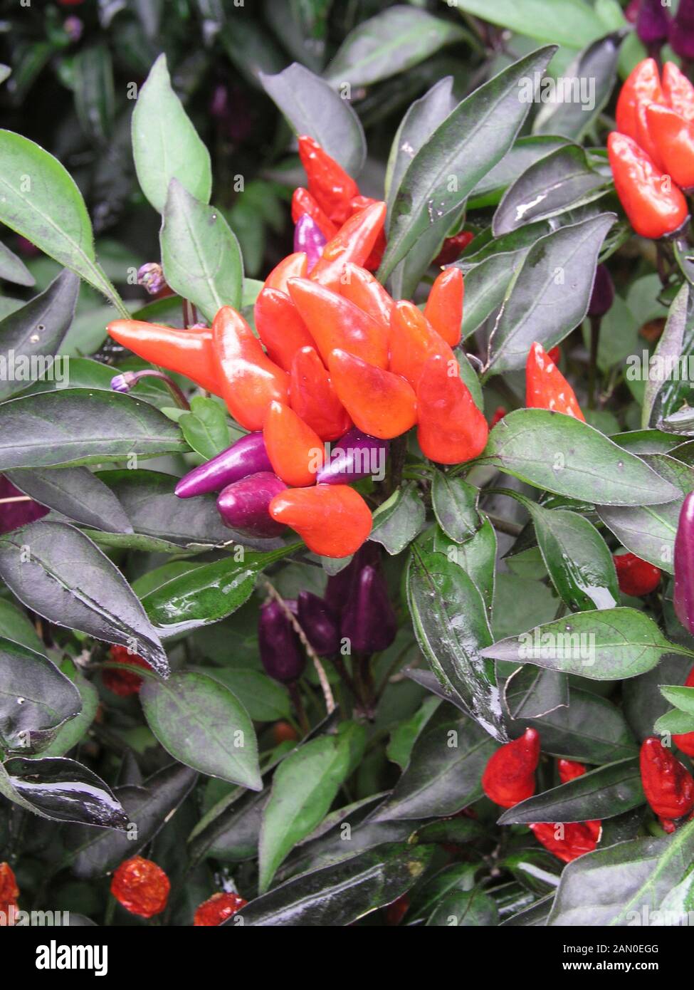 Ornamental pepper hi-res stock photography and images - Alamy