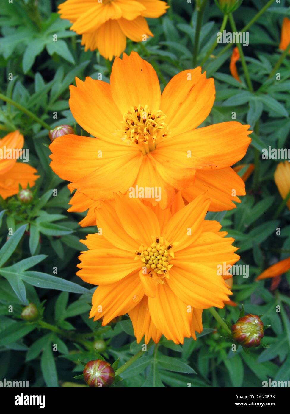 Cosmic Orange High Resolution Stock Photography and Images - Alamy