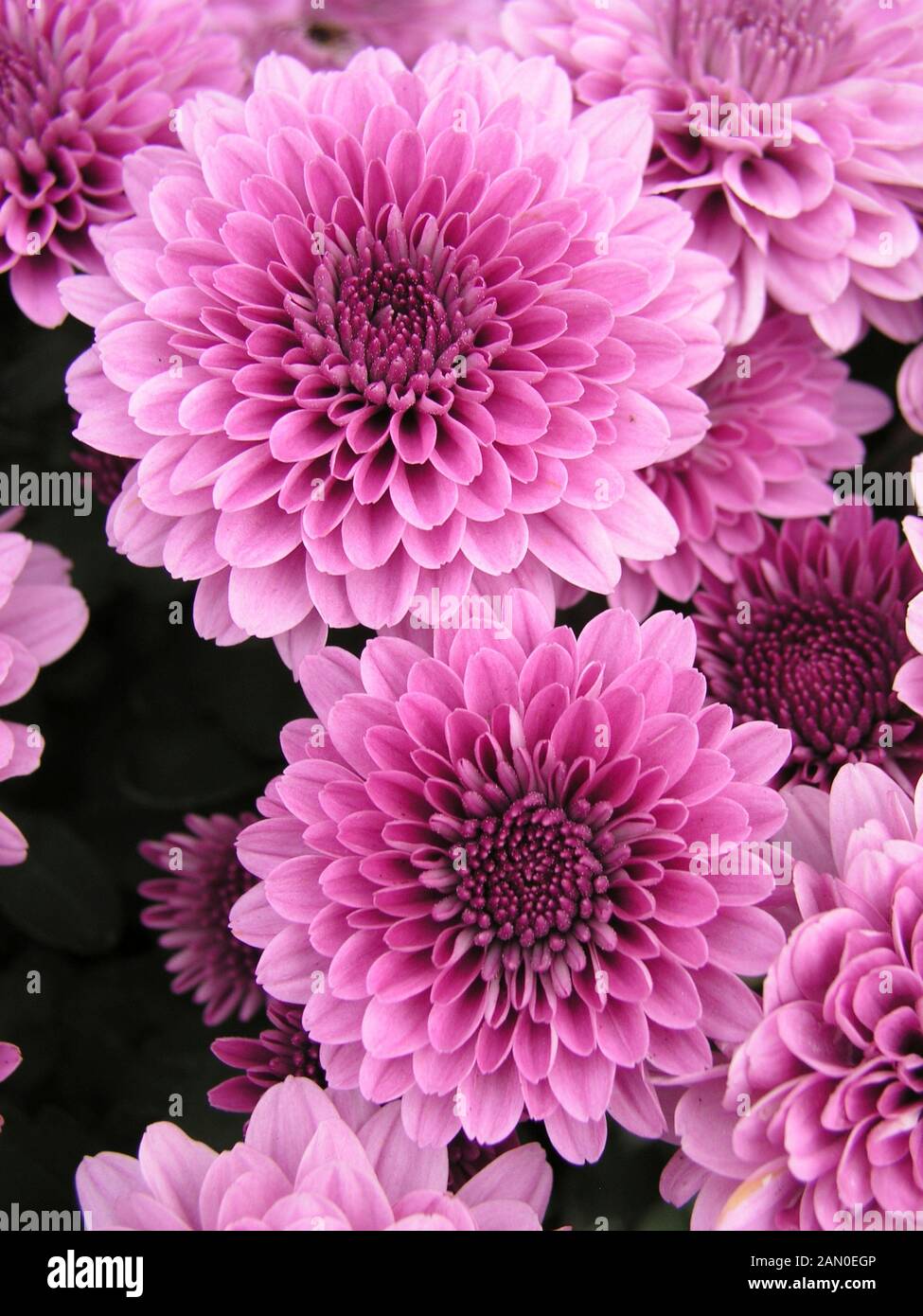 Dendranthema High Resolution Stock Photography and Images - Alamy