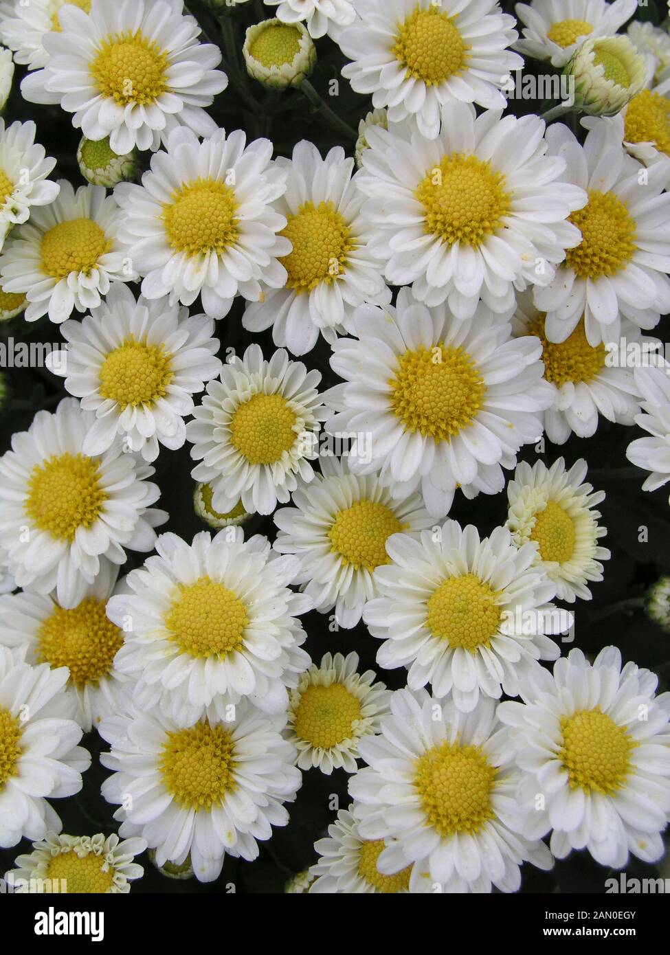 Dendranthema hi-res stock photography and images - Alamy