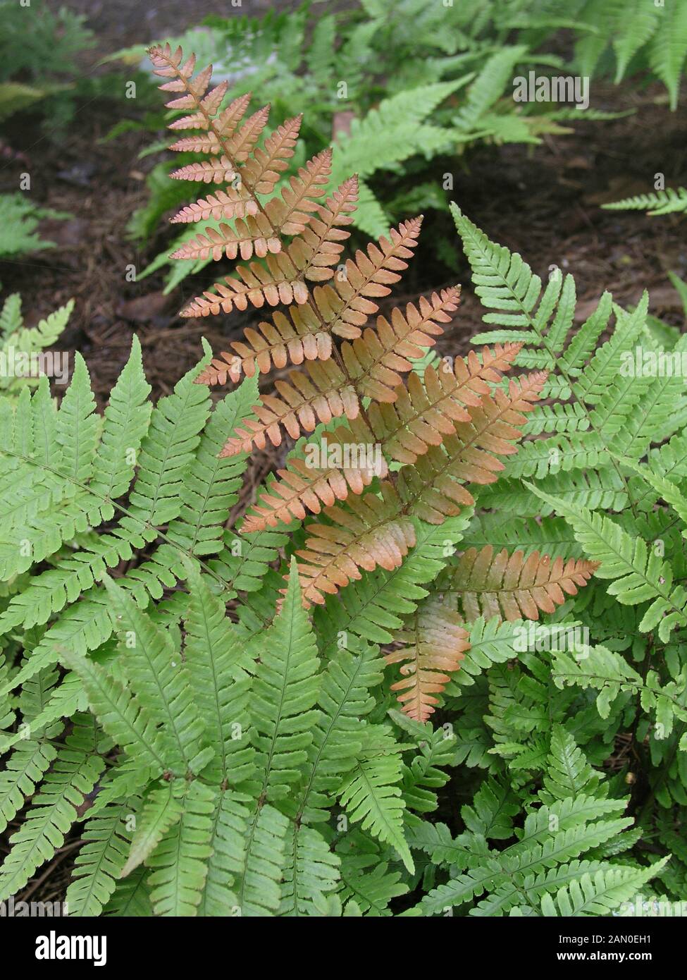 Dryopteris erythrosora hi-res stock photography and images - Alamy