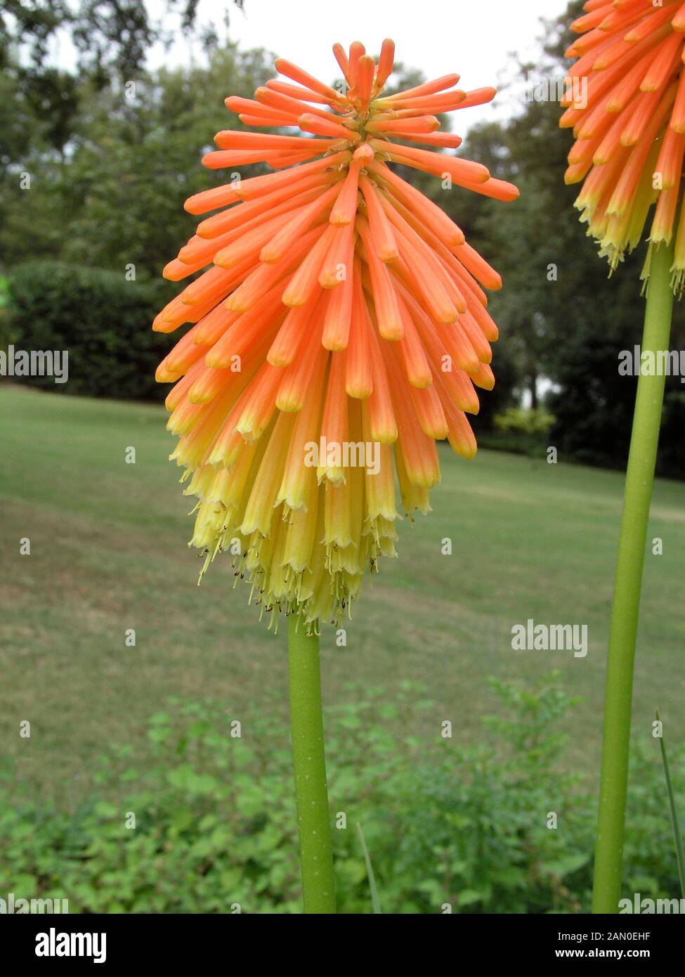 Kniphofia rooperi hi-res stock photography and images - Alamy