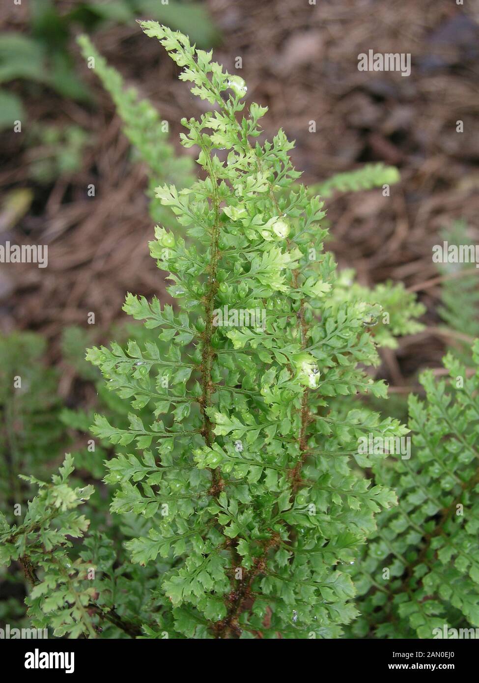 Rotundatum hi-res stock photography and images - Alamy