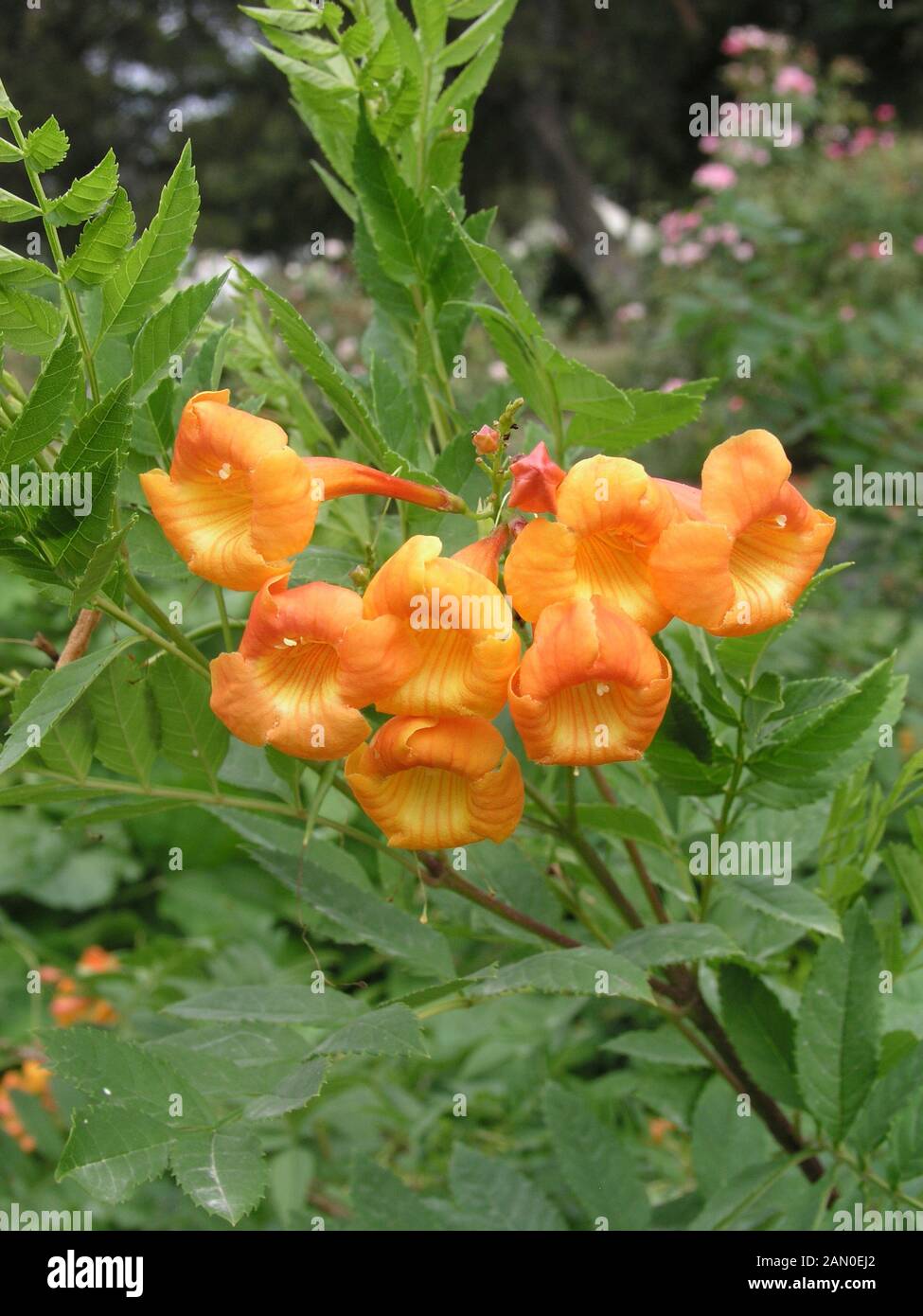 Tecoma stans hi-res stock photography and images - Alamy