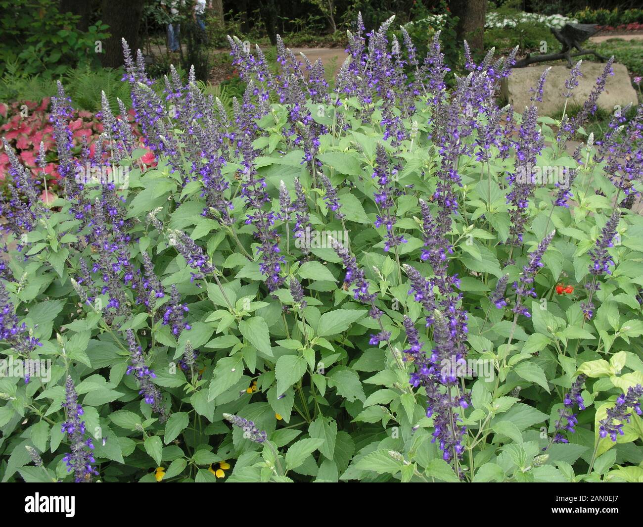 Salvia Indigo Spires Stock Photo - Alamy