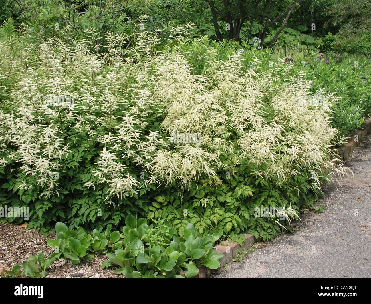 Aruncus dioicus hi-res stock photography and images - Alamy