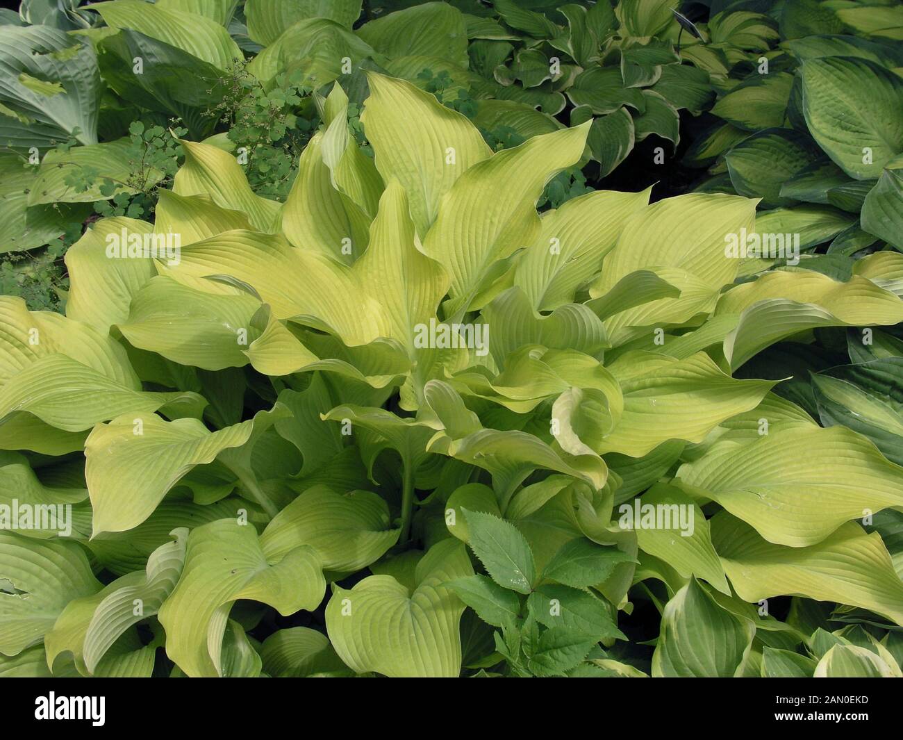 HOSTA SUN POWER Stock Photo - Alamy