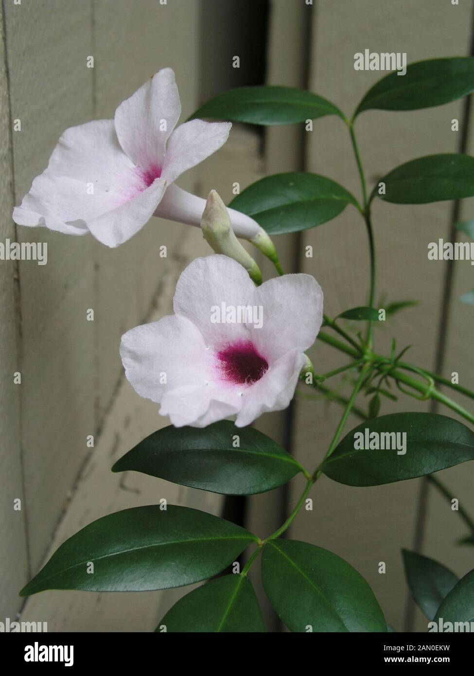 Pandorea jasminoides hi-res stock photography and images - Alamy