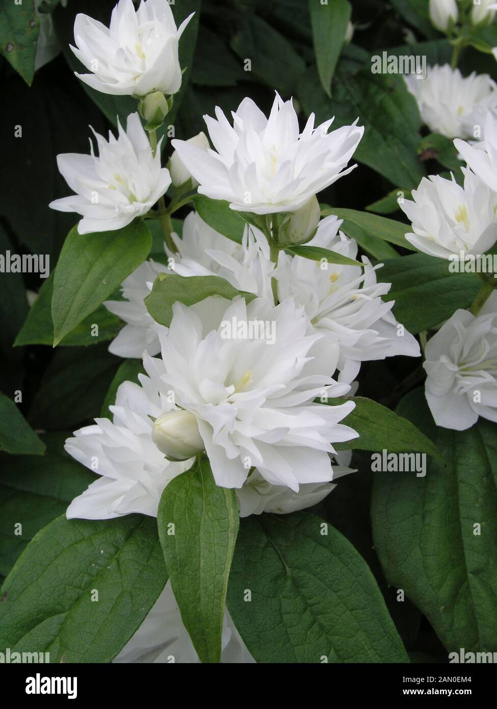Philadelphus miniature hi-res stock photography and images - Alamy