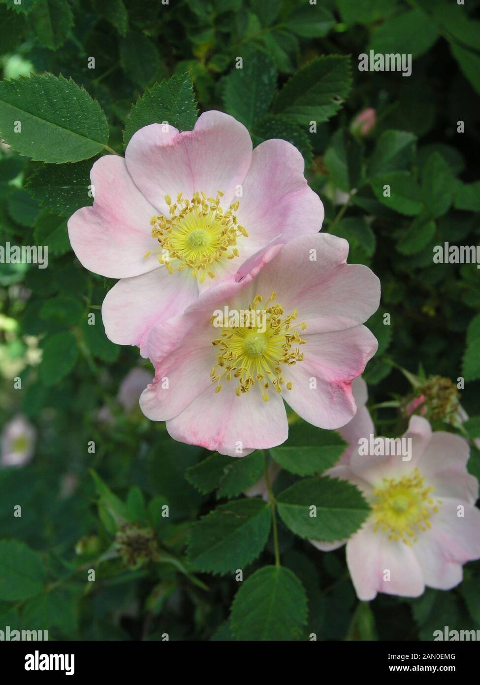 Eglanteria hi-res stock photography and images - Alamy