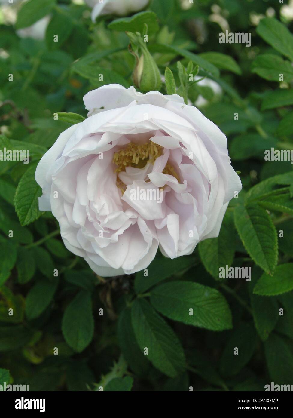 Rose dwarf pavement hi-res stock photography and images - Alamy