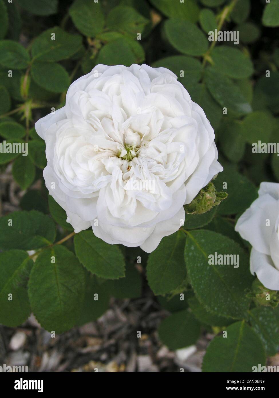 Hardy rosa hi-res stock photography and images - Alamy