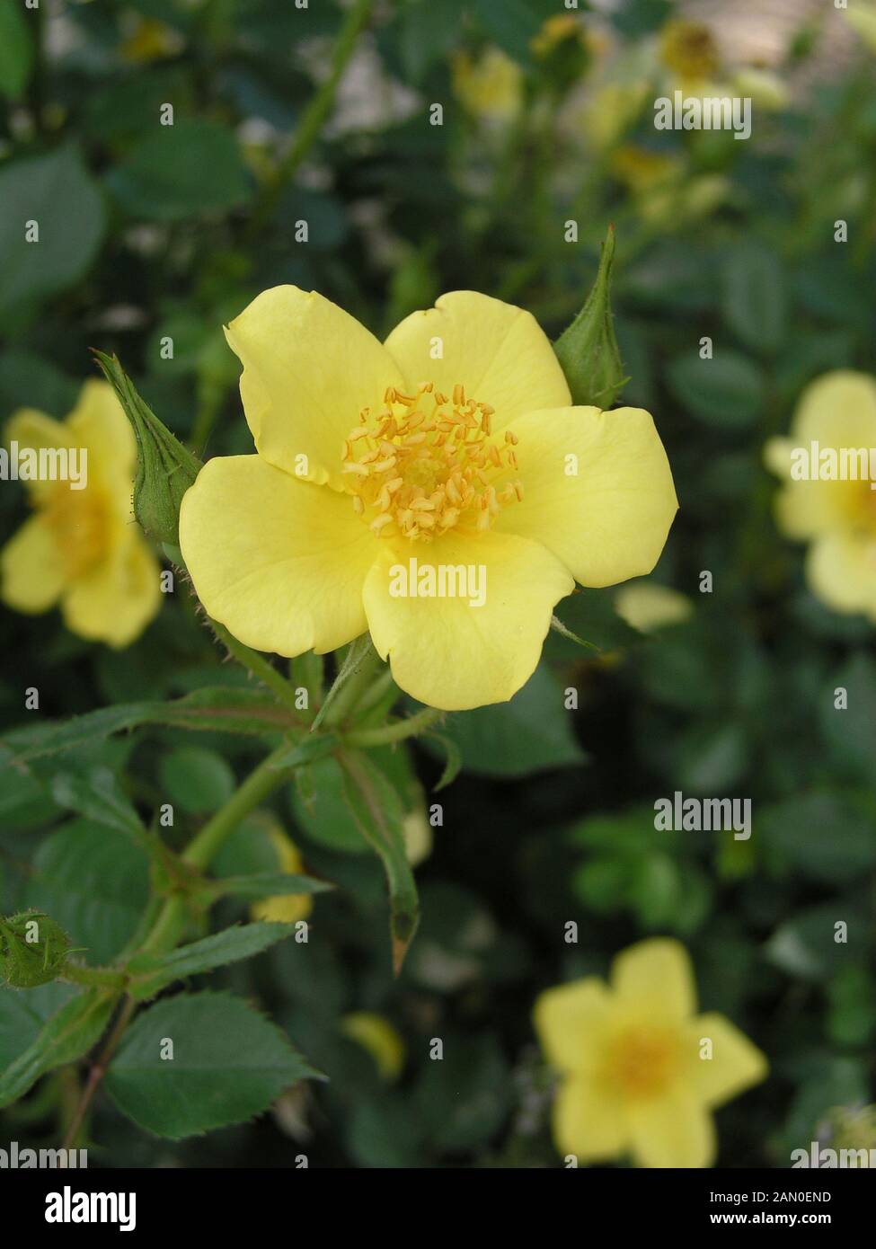 Miniature rosa hi-res stock photography and images - Alamy