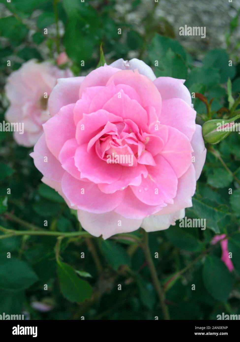 Princess of the prairie hi-res stock photography and images - Alamy