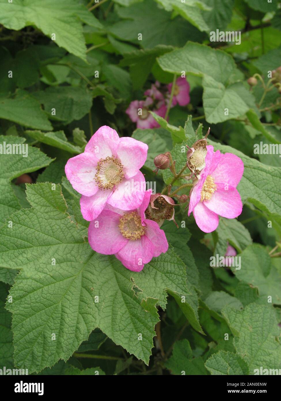 Rubus odoratus hi-res stock photography and images - Alamy