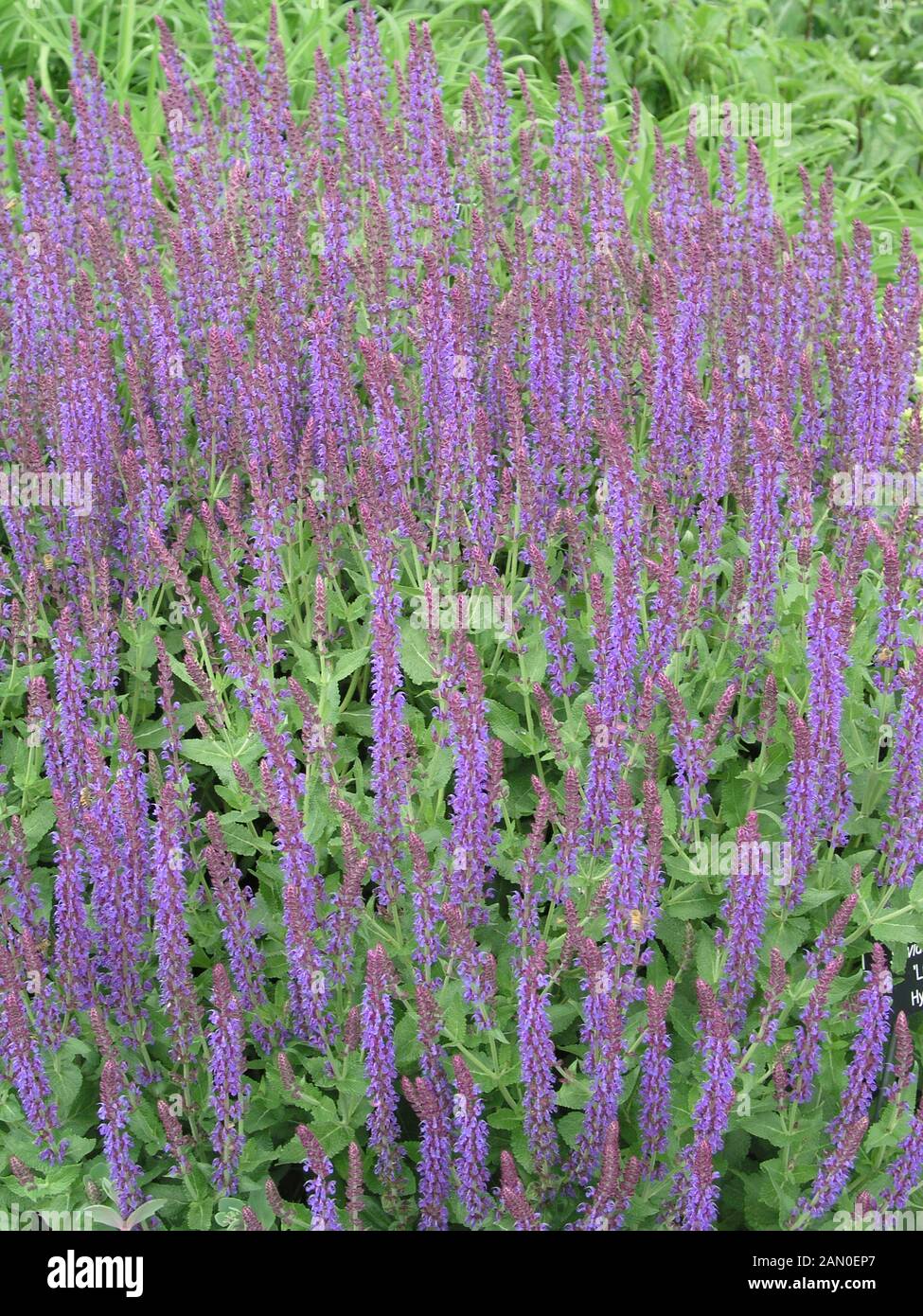Salvia superba hi-res stock photography and images - Alamy