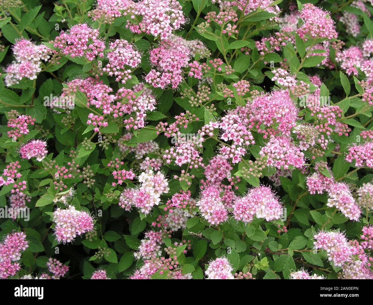 Spiraea Japonica Little Princess High Resolution Stock Photography and ...