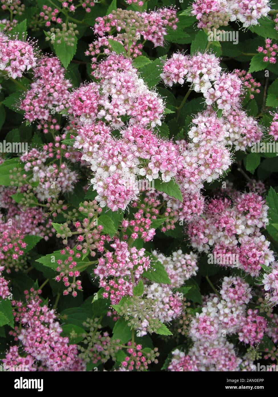 Spiraea japonica little princess hi-res stock photography and images ...