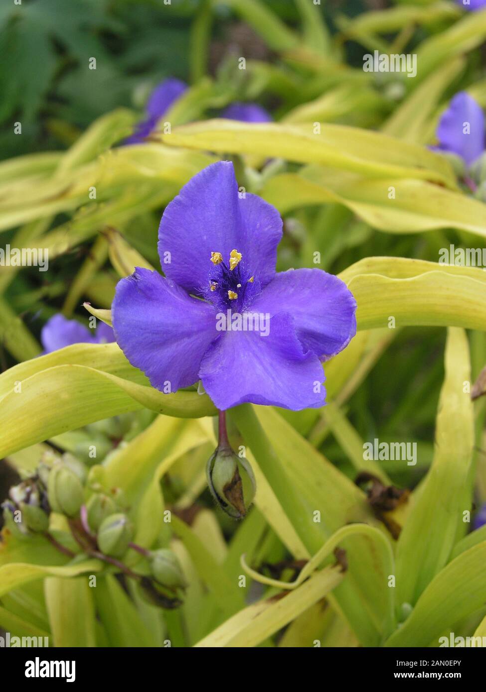 TRADESCANTIA SWEET KATE Stock Photo - Alamy