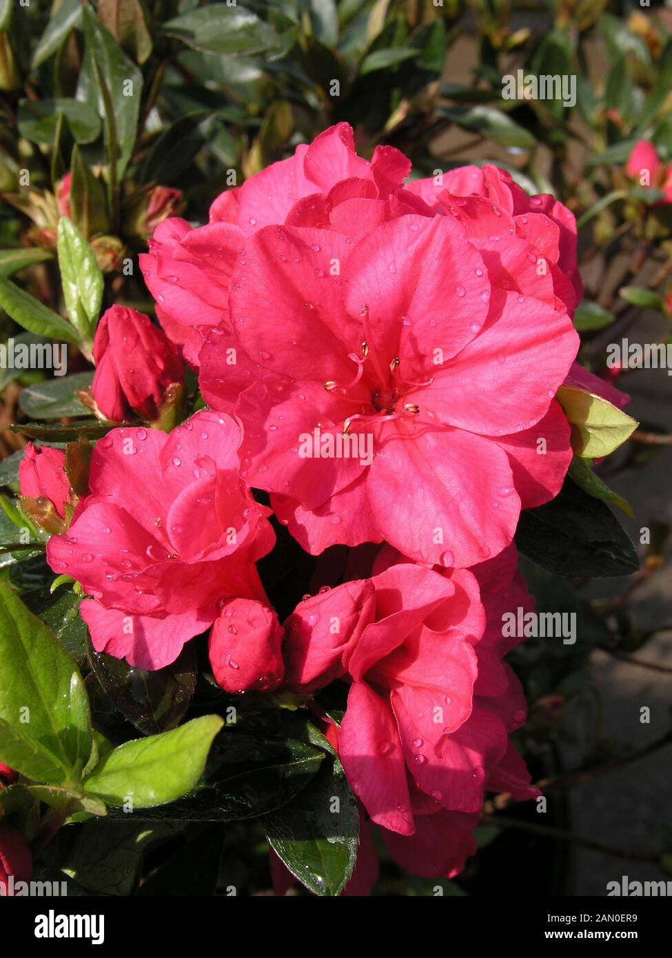 Hershey red azalea hi-res stock photography and images - Alamy