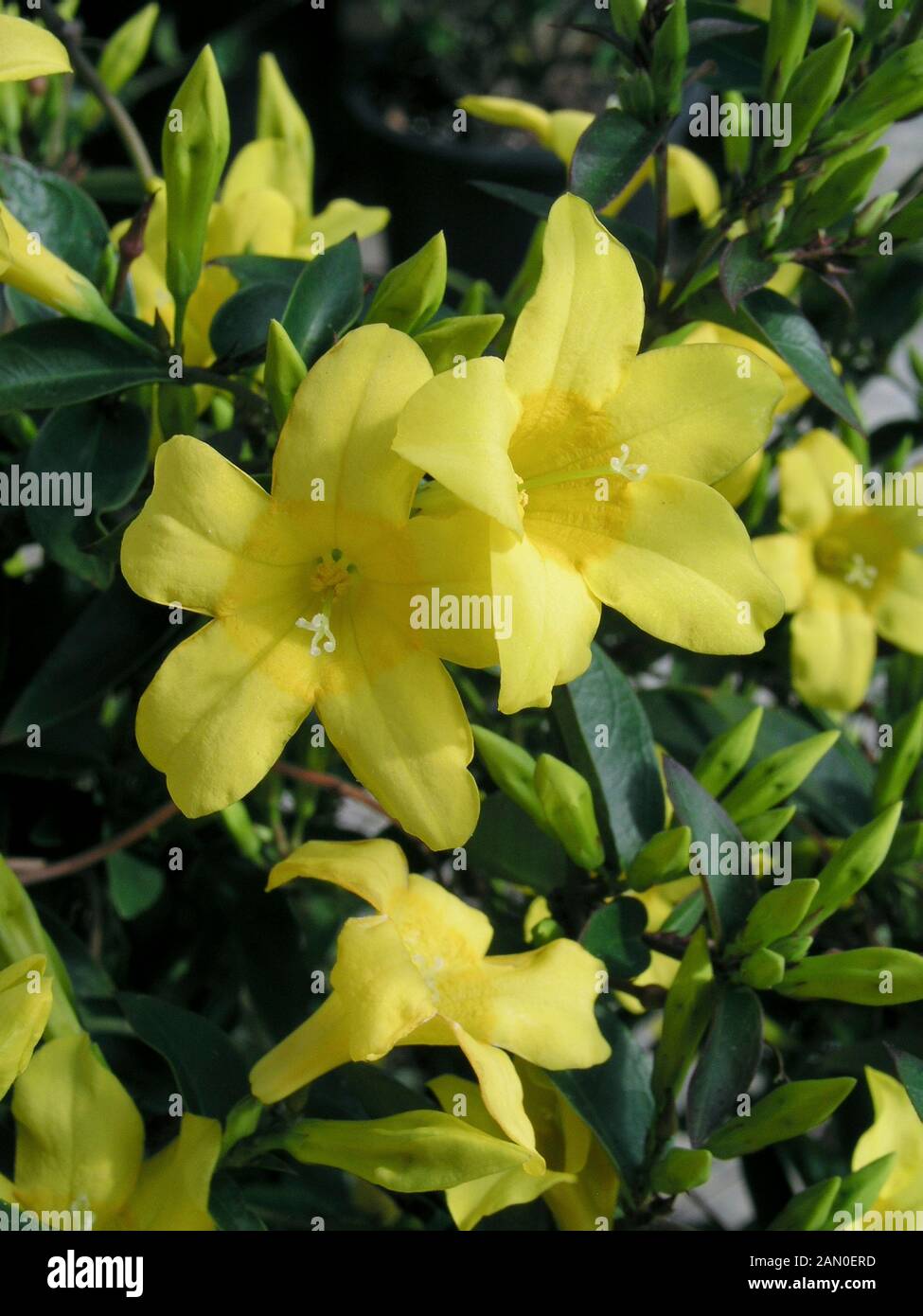GELSEMIUM SEMPERVIRENS BUTTERSCOTCH Stock Photo - Alamy