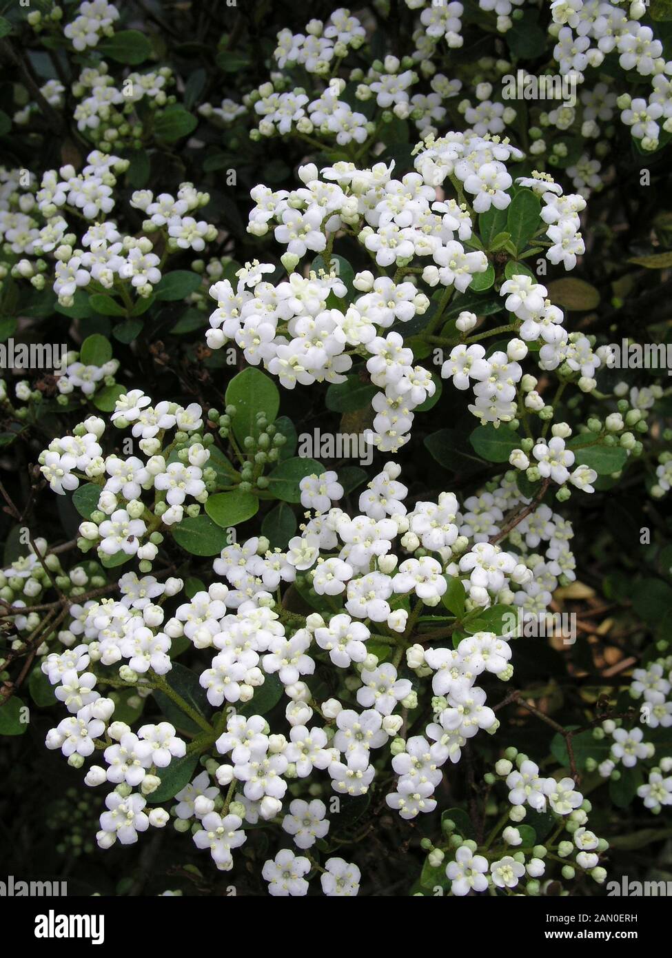 Viburnum Densa at Alfred Wilford blog