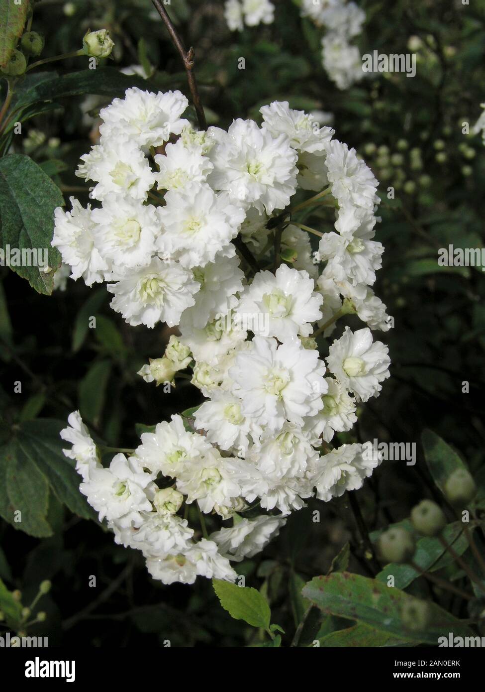 SPIRAEA CANTONIENSIS LANCEATA Stock Photo - Alamy
