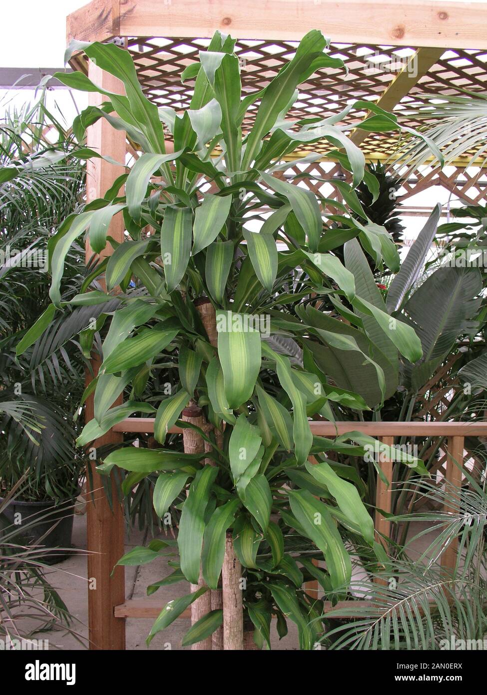 Massangeana hi-res stock photography and images - Alamy