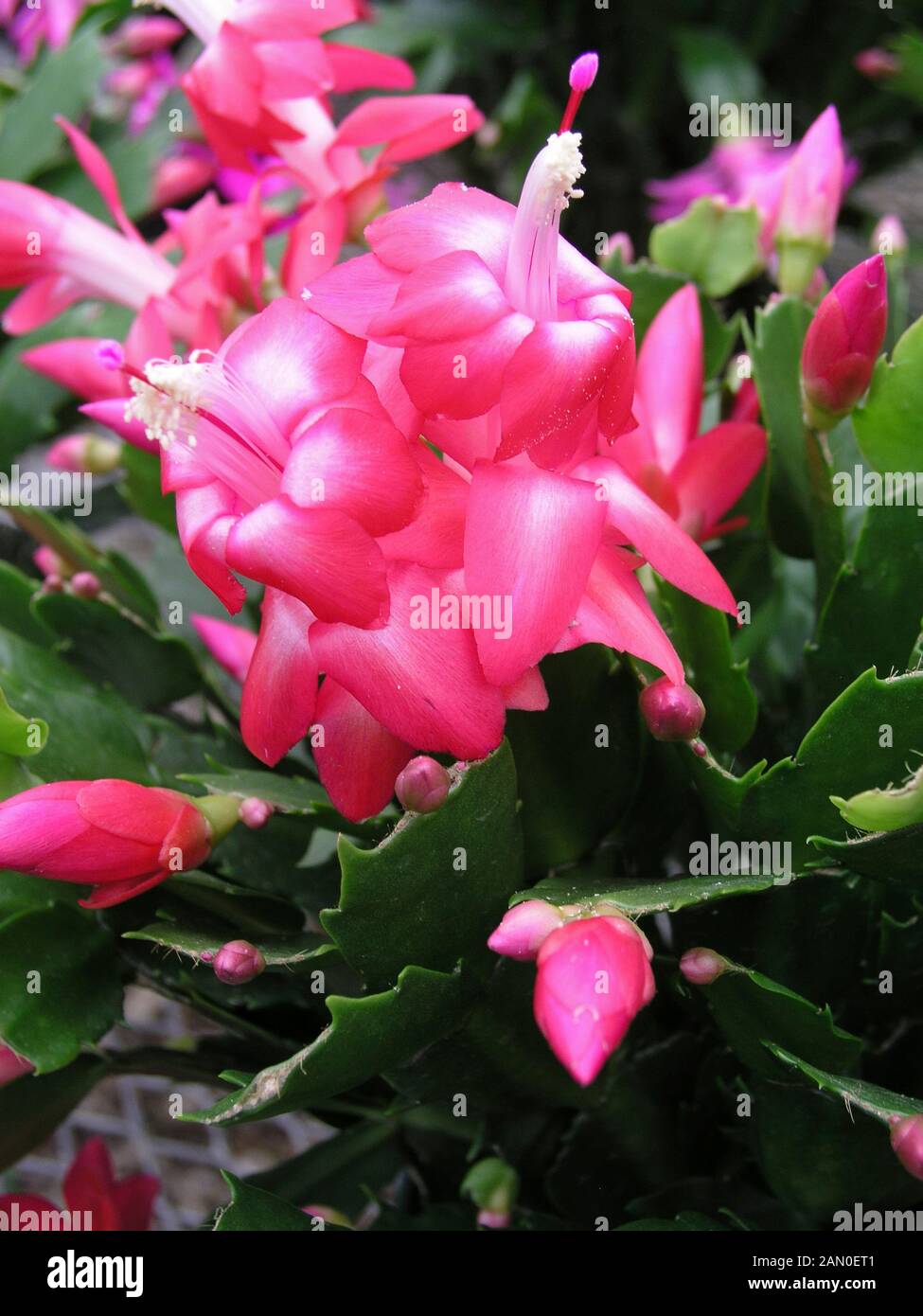 Maruska hi-res stock photography and images - Alamy