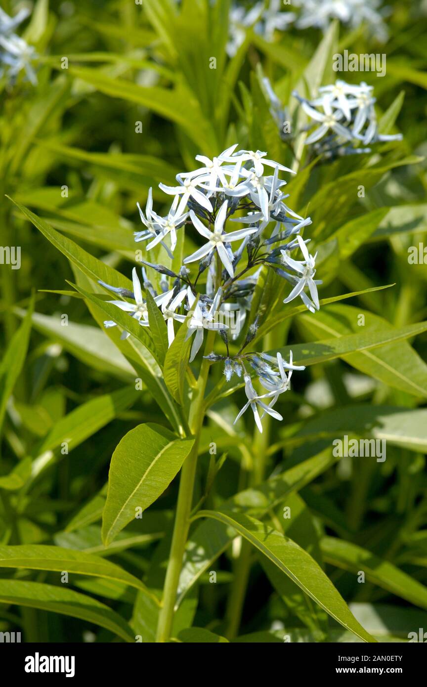 Amsonia tabernaemontana hi-res stock photography and images - Alamy