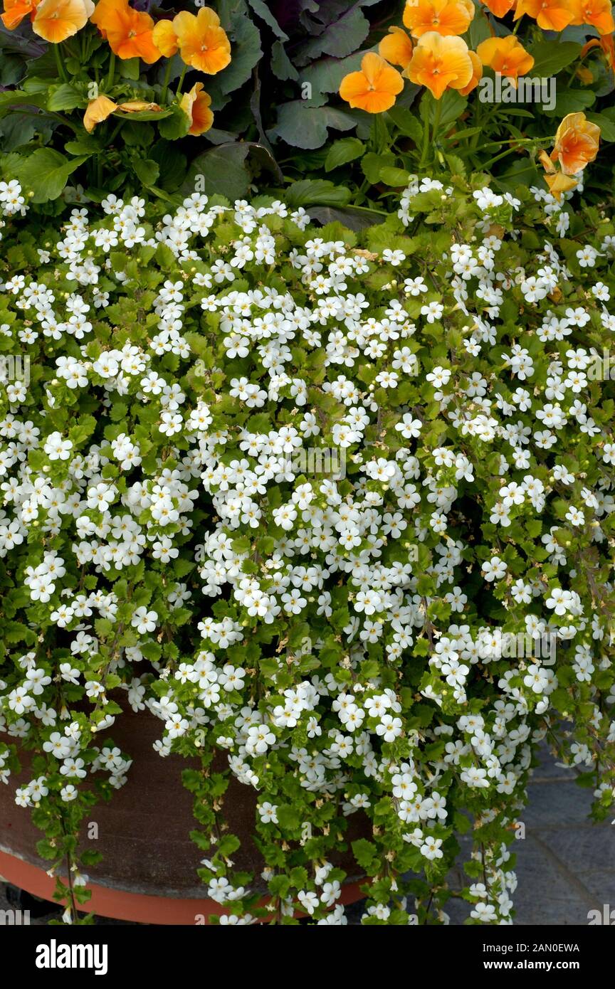 Giant snowflake hi-res stock photography and images - Alamy