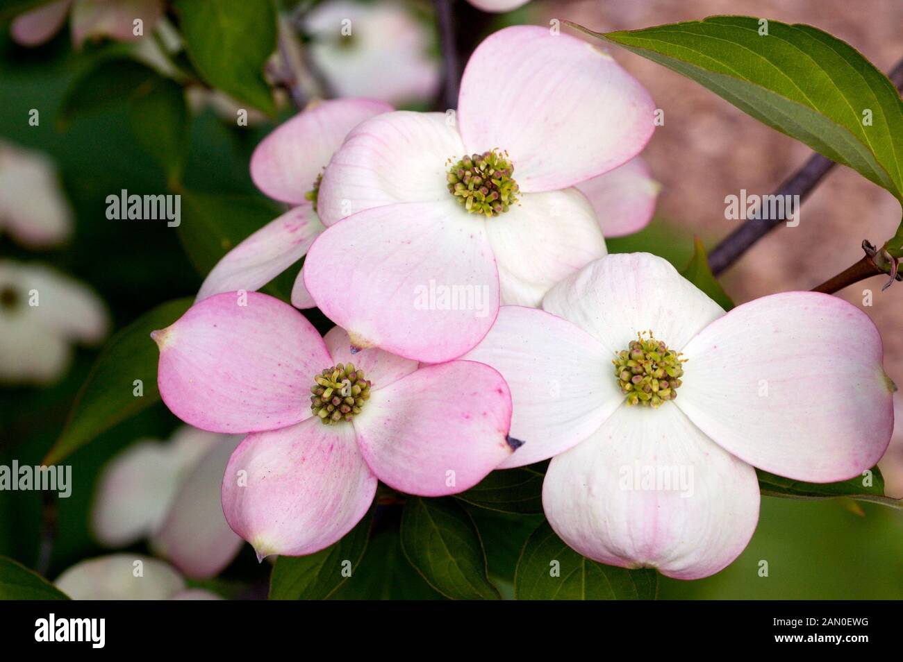 Dogwood stellar pink hi-res stock photography and images - Alamy