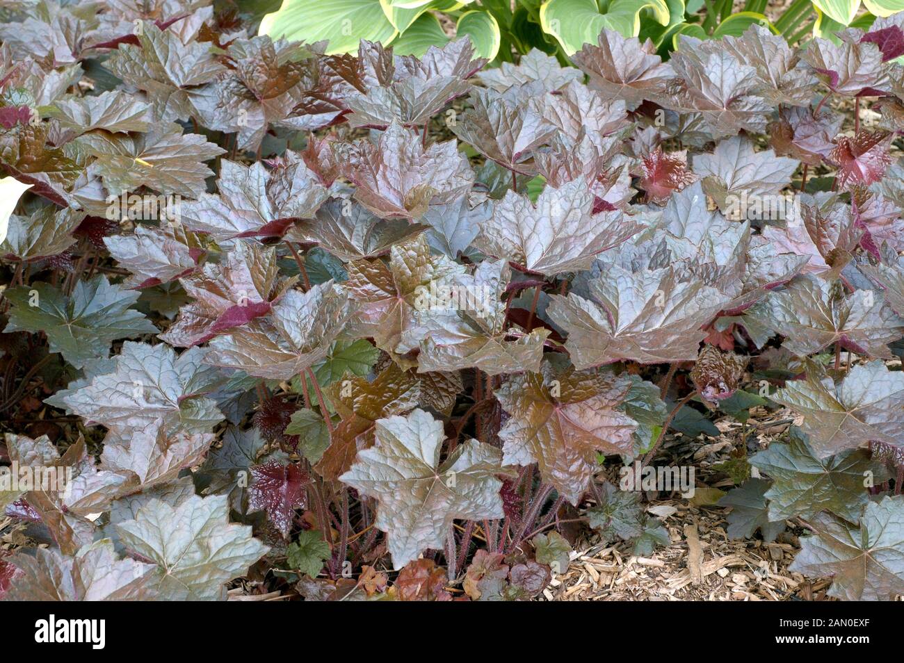 Heuchera bressingham hi-res stock photography and images - Alamy