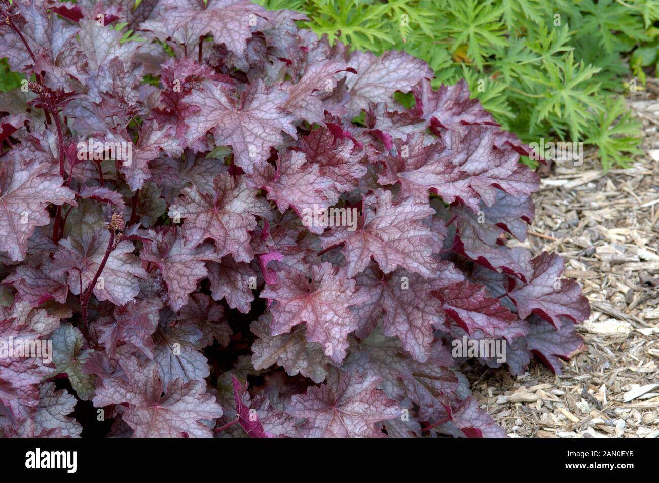 HEUCHERA AMETHYST MIST Stock Photo - Alamy