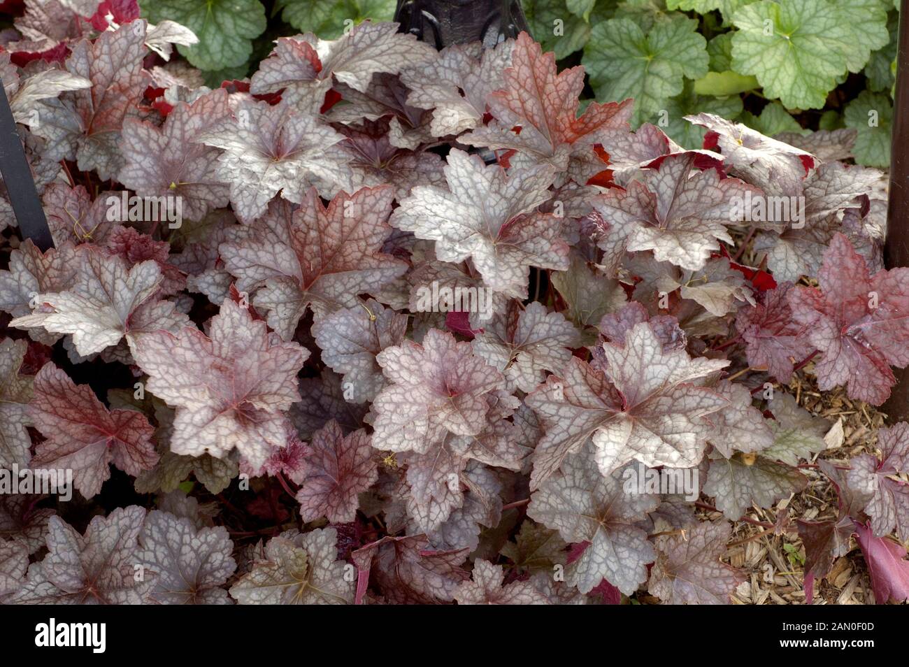 Purple Sails High Resolution Stock Photography and Images - Alamy