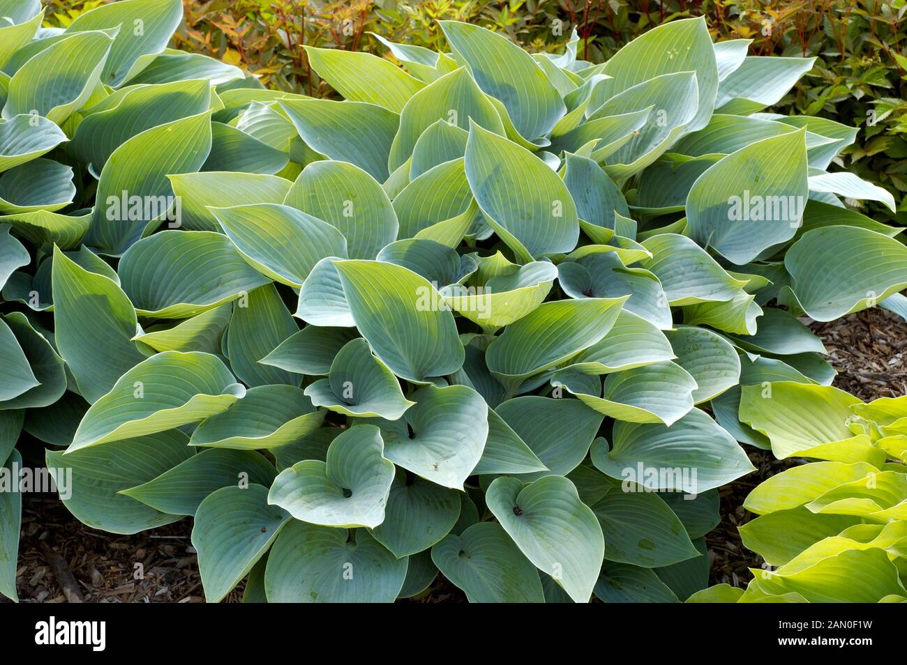 Hosta green halcyon hi-res stock photography and images - Alamy