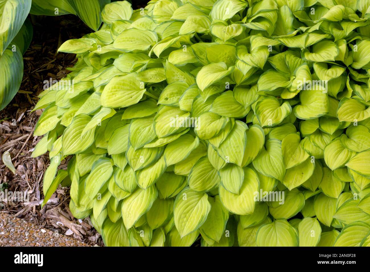 HOSTA EMERALD TIARA Stock Photo - Alamy