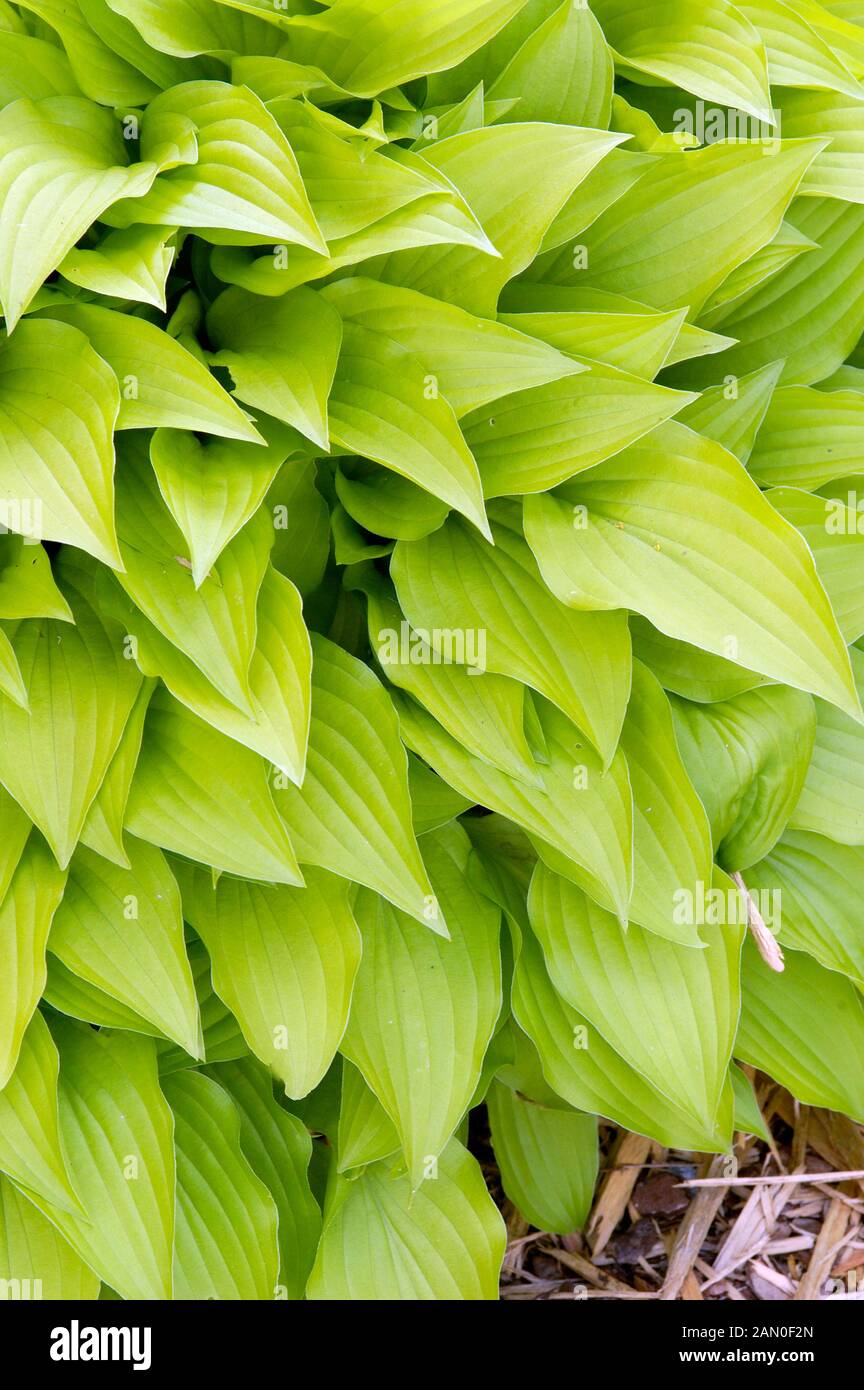 Lime hosta hi-res stock photography and images - Alamy